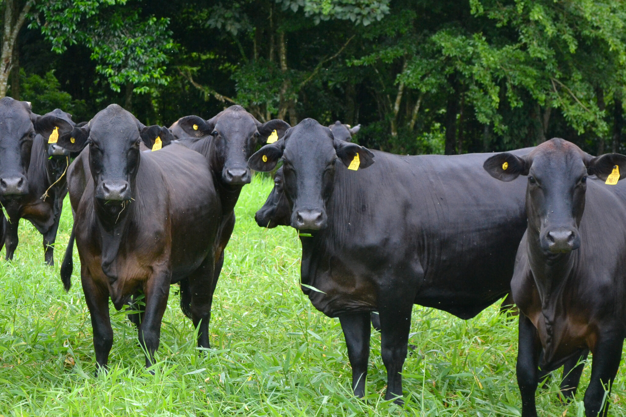 BRANGUS - Carnes Don Fernando